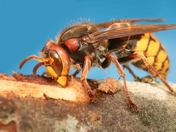 Tipi di Vespe in Italia: Dalla Vespa Comune alla Vespa Orientalis