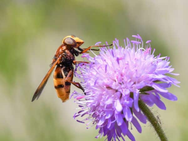 Tipi di Vespe in Italia: Dalla Vespa Comune alla Vespa Orientalis
