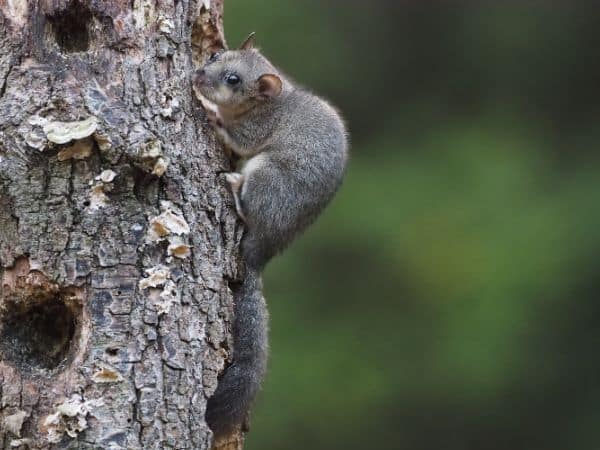Disinfestazione Ghiri sul Tetto: Cosa Fare per Allontanarli?